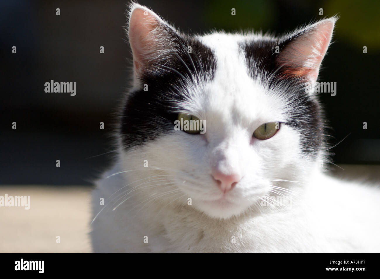 Cat facing the camera hi-res stock photography and images - Alamy
