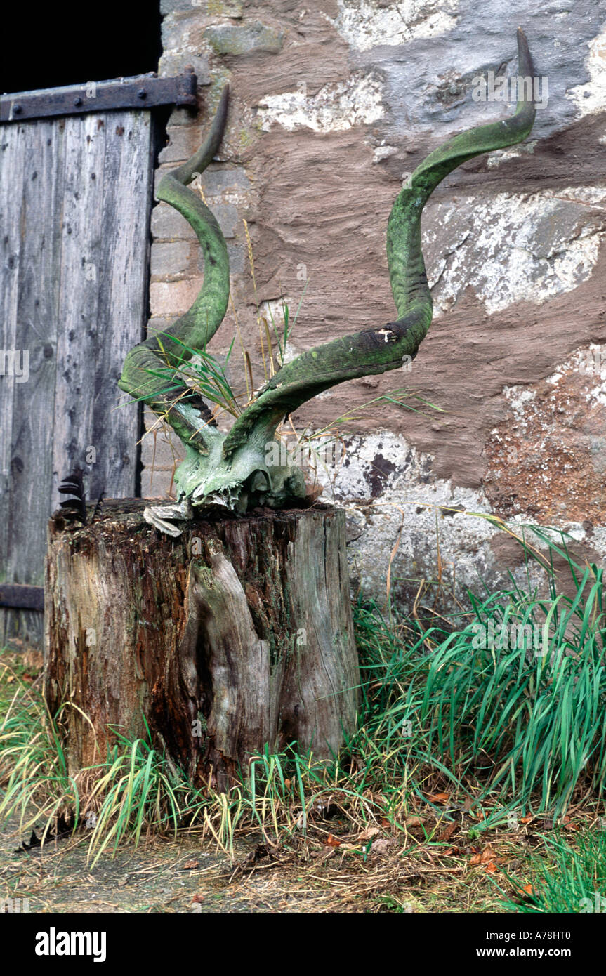 Bones of trunk hi-res stock photography and images - Alamy