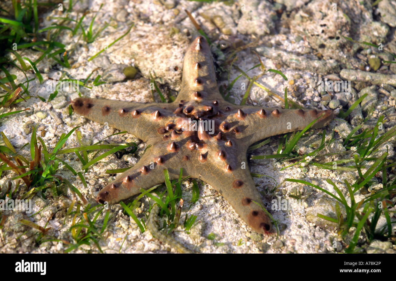 Philippines Malapascua Island fish starfish Stock Photo - Alamy