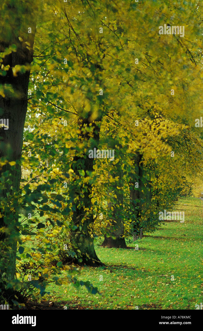 Autumnal Beech Trees, Northampton, Northamptonshire, England, UK Stock ...