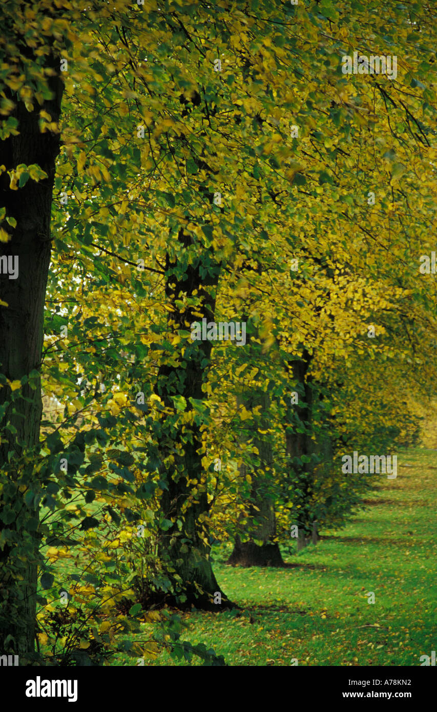 Autumnal Beech Trees, Northampton, Northamptonshire, England, UK Stock ...