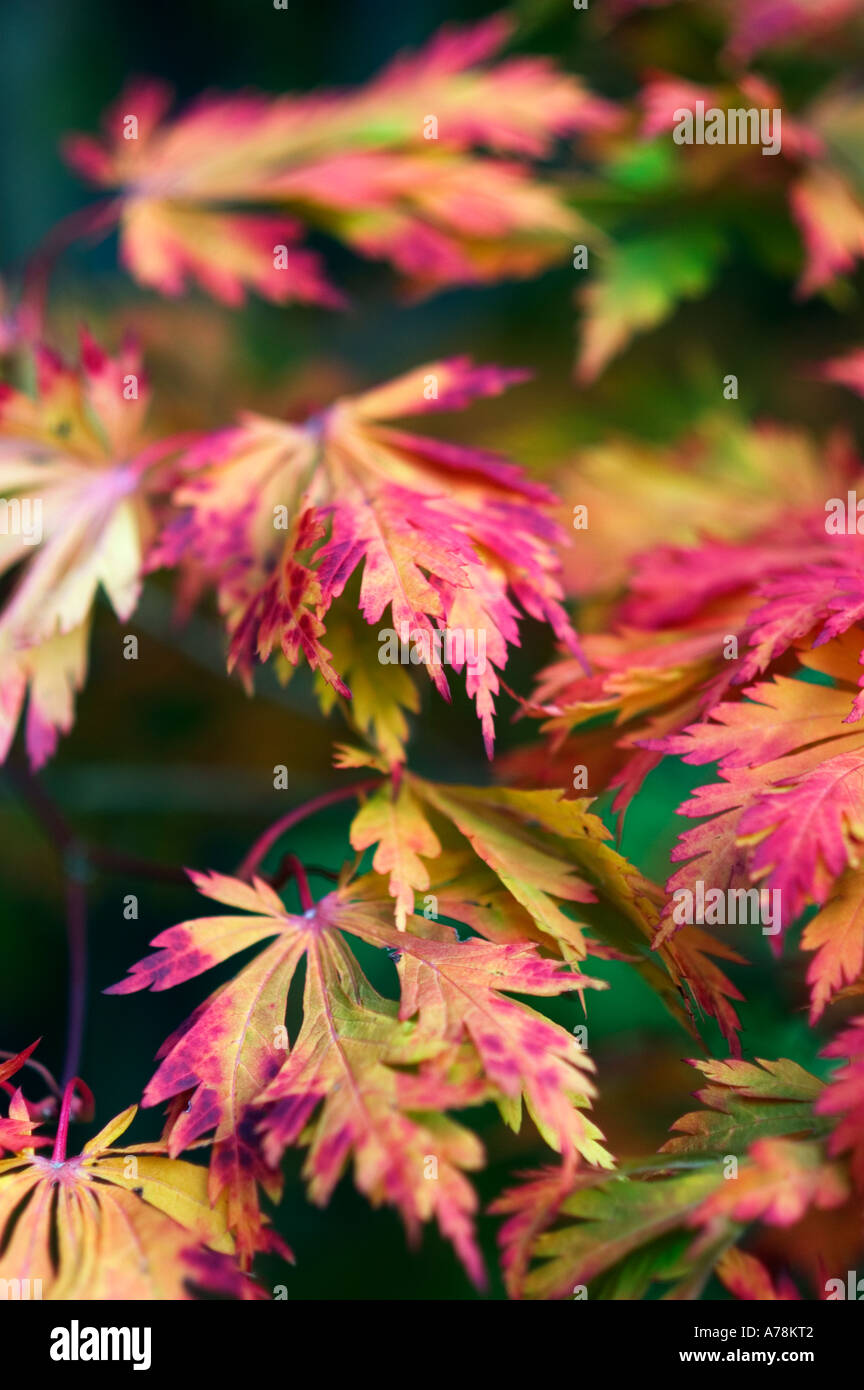 colorful maple leaf Stock Photo - Alamy