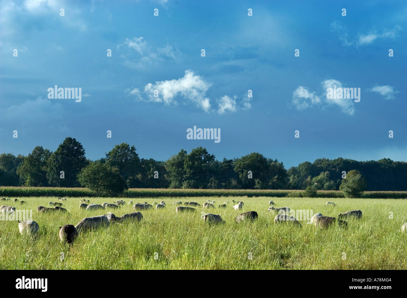 sheep on a field Stock Photo - Alamy