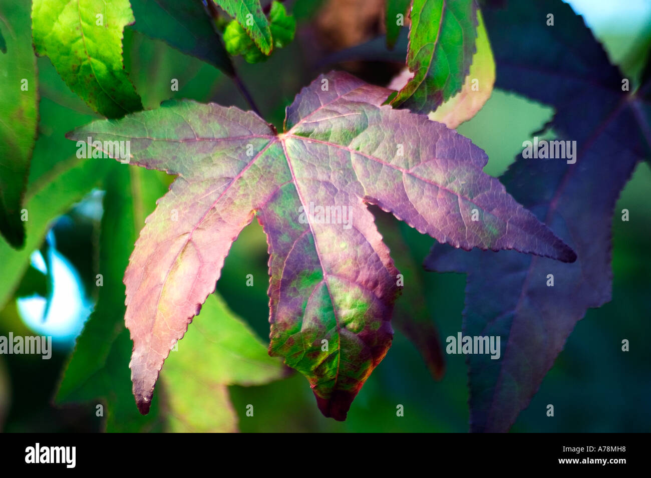 leaf of an amber tree Stock Photo - Alamy