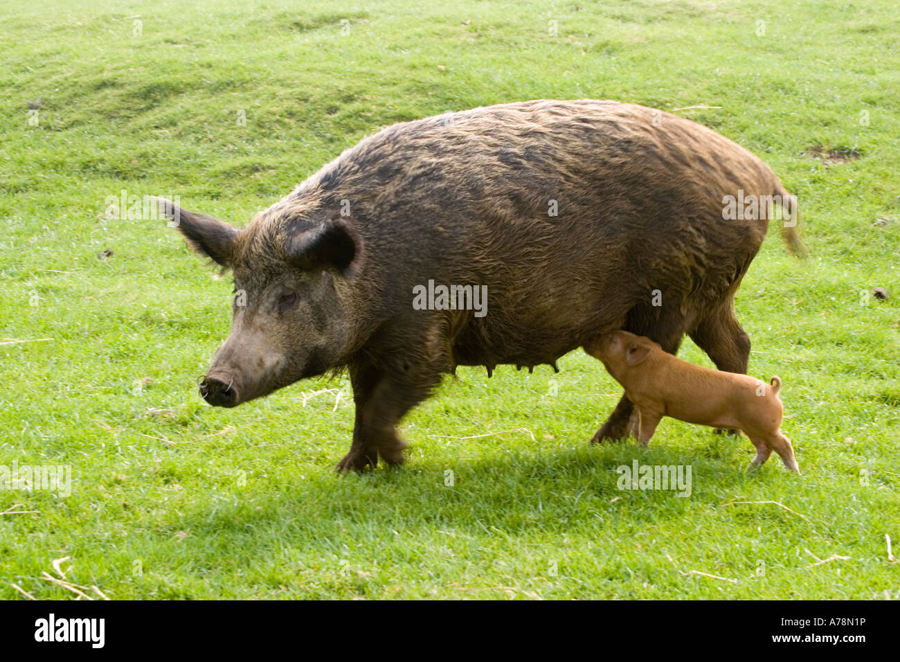 Pig iron age breed piglet hi-res stock photography and images - Alamy