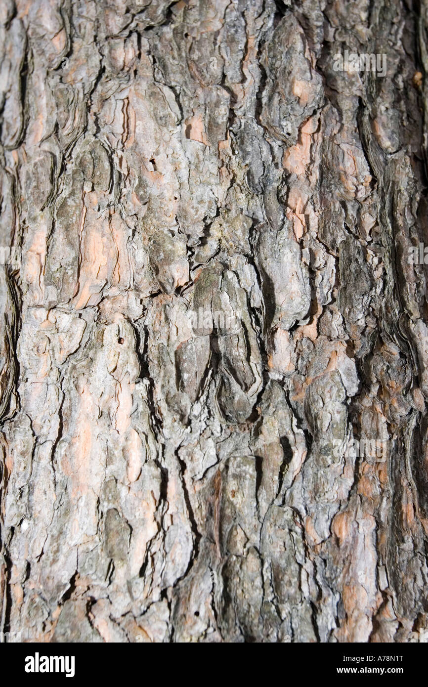 Jack Pine Bark