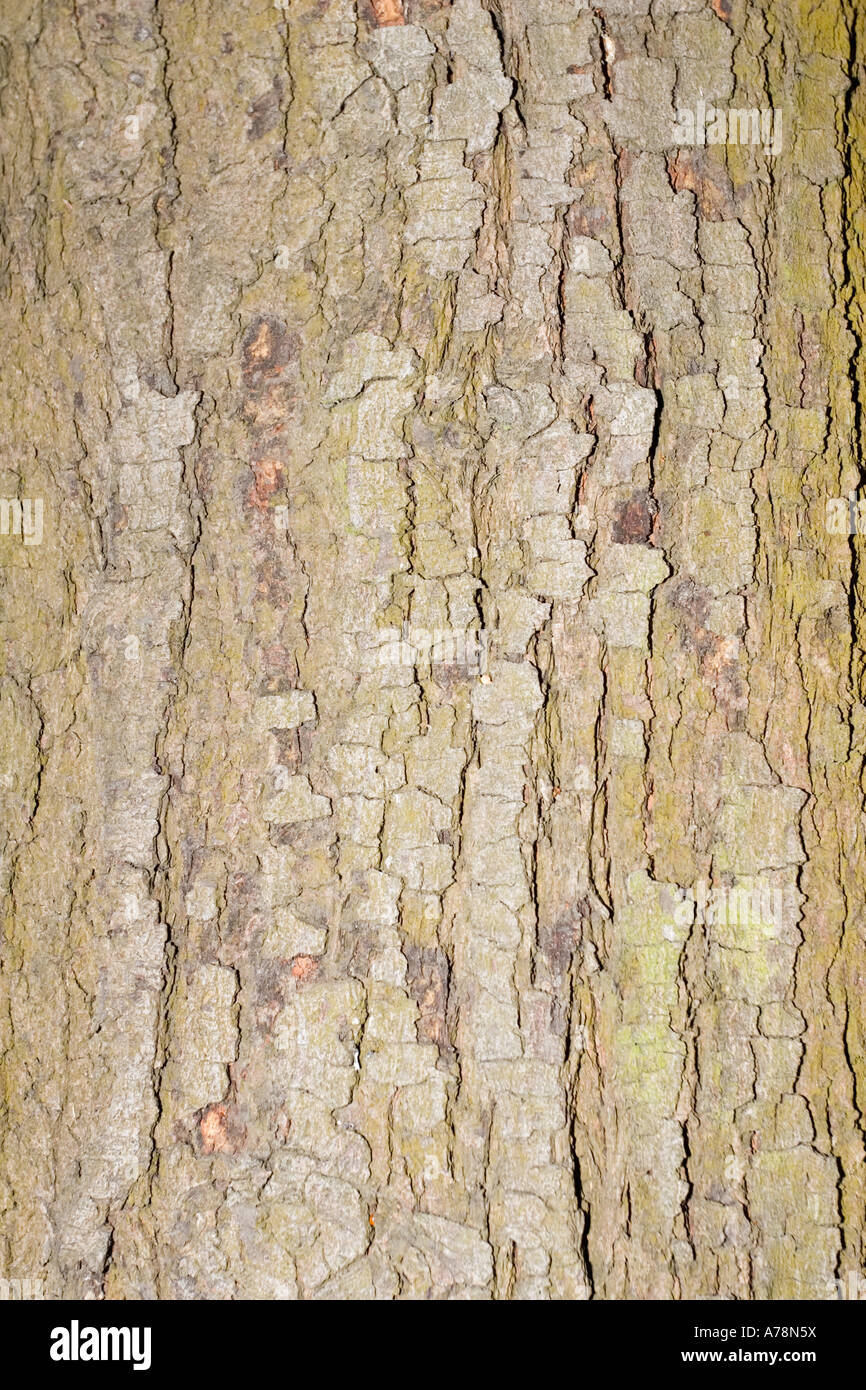 Nothofagus fusca hi-res stock photography and images - Alamy