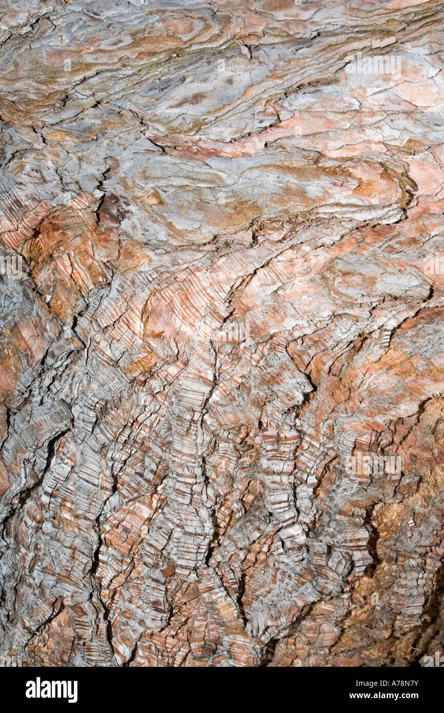 Bark and trunk of Coast redwood Sequoia sempervirens Christchurch ...