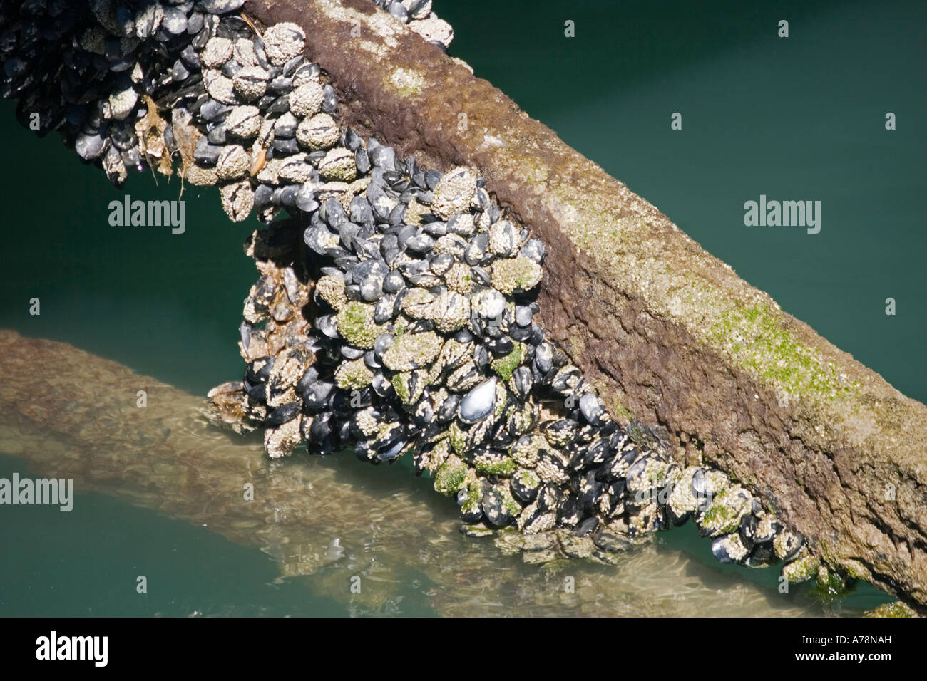 Mussels and barnacles attached to pile of pier exposed at low tide ...