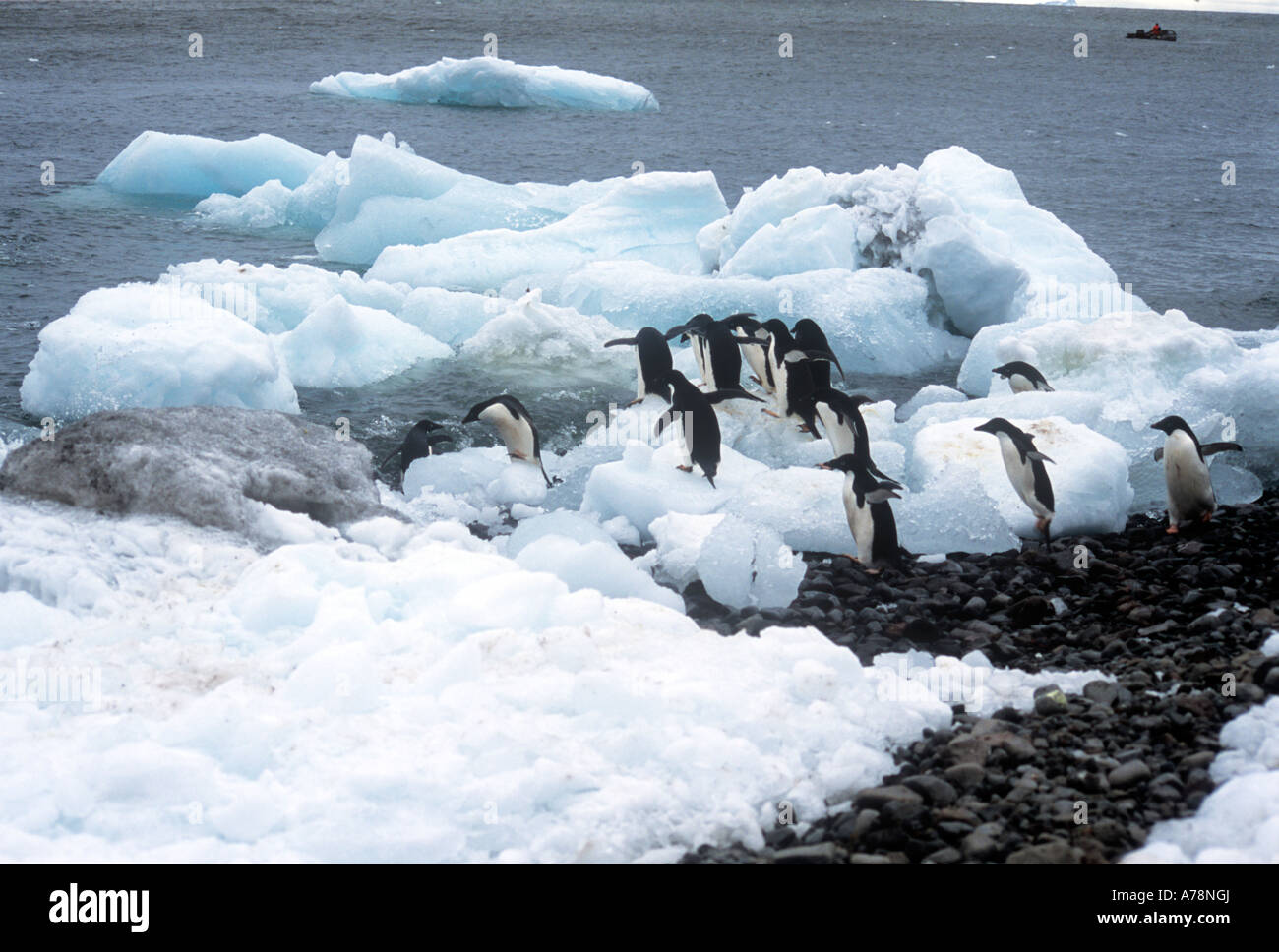 Group adelie penguins hi-res stock photography and images - Alamy