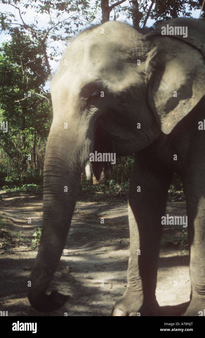 Asian elephant, Chitwan nat. Park. Nepal Stock Photo - Alamy