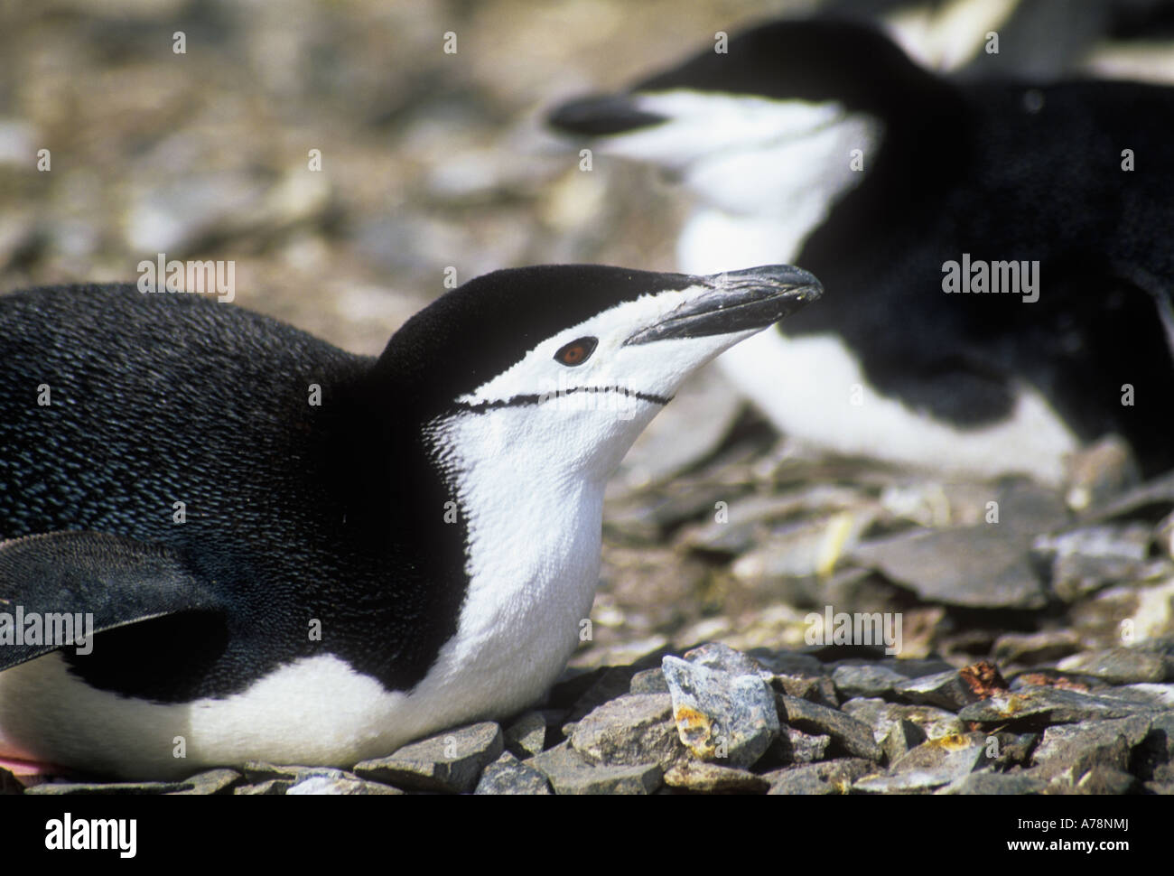 chinstrap penguin, nesting in Antarctica Stock Photo - Alamy