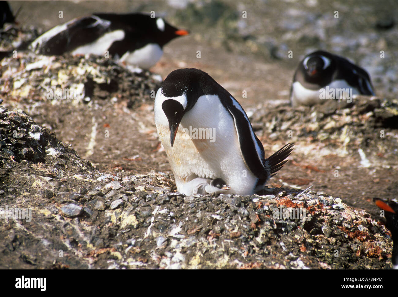 gentoo penguin on nest in antarctica Stock Photo - Alamy