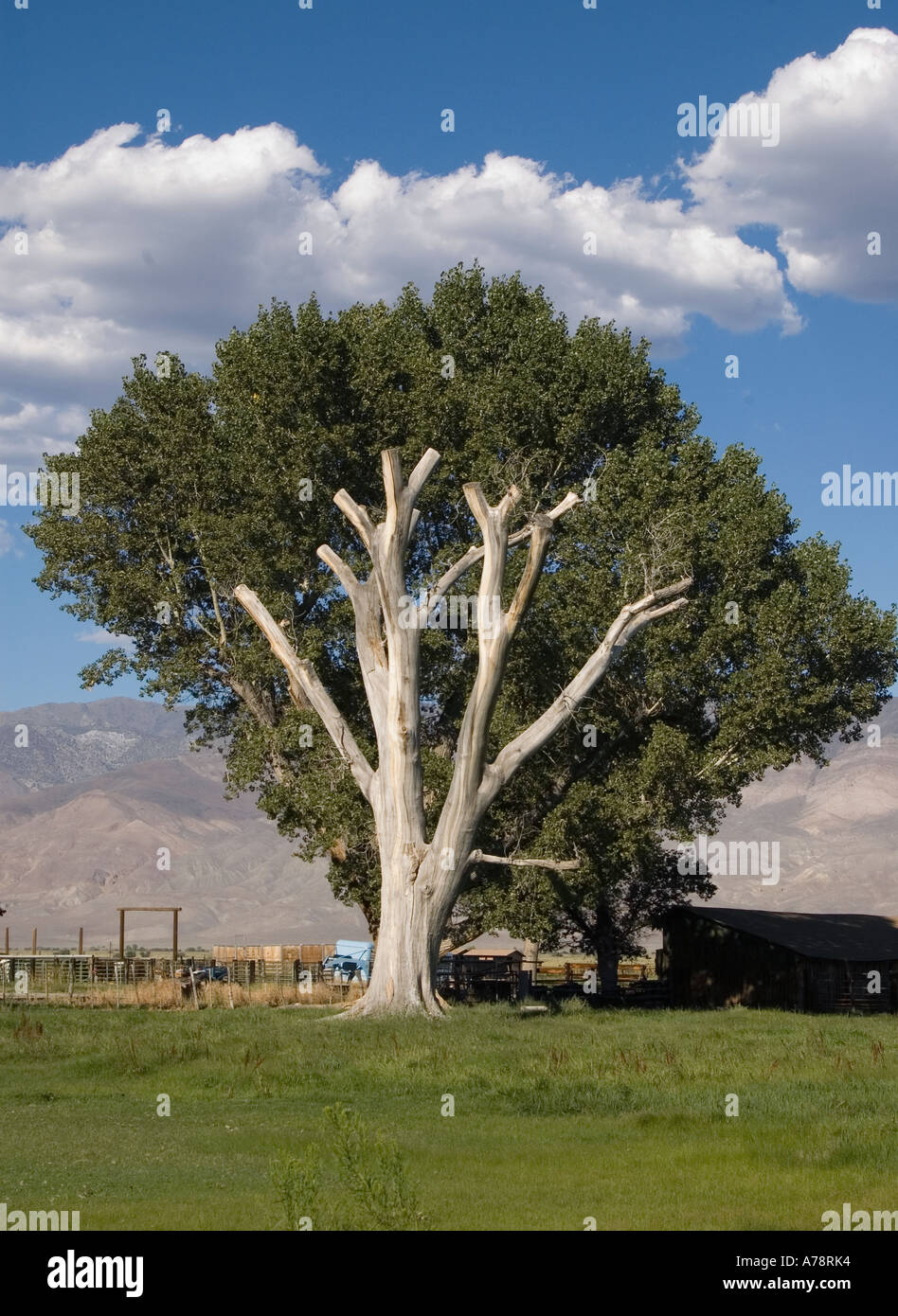 live and dead trees, CA Stock Photo - Alamy