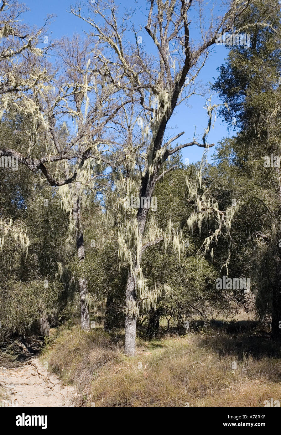 California oaks with moss 1 Stock Photo - Alamy