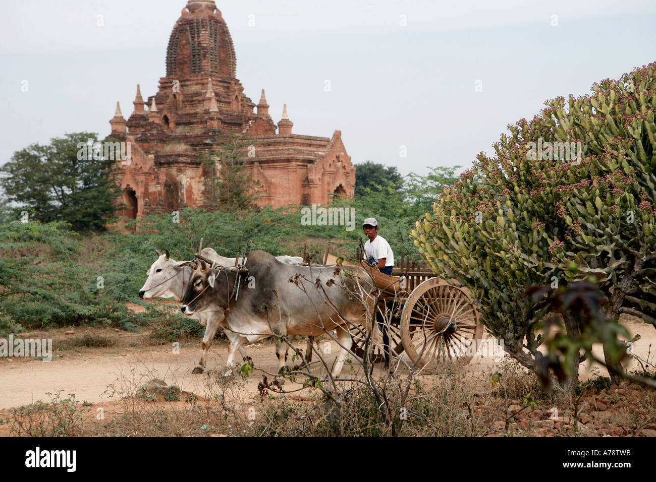 Farmer with ox carts at the famous historical Bagan area (Burma ...