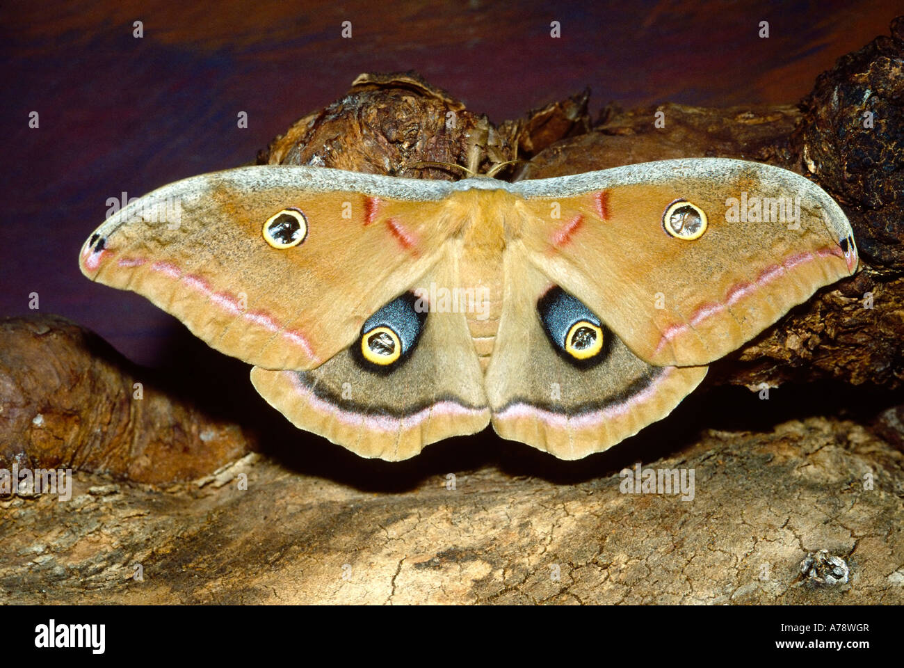 Polyphemus moth hi-res stock photography and images - Alamy