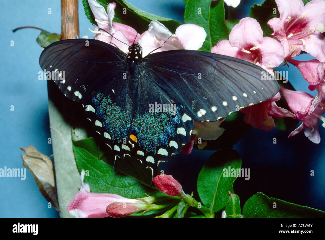 Spicebush Swallowtail Butterfly Range