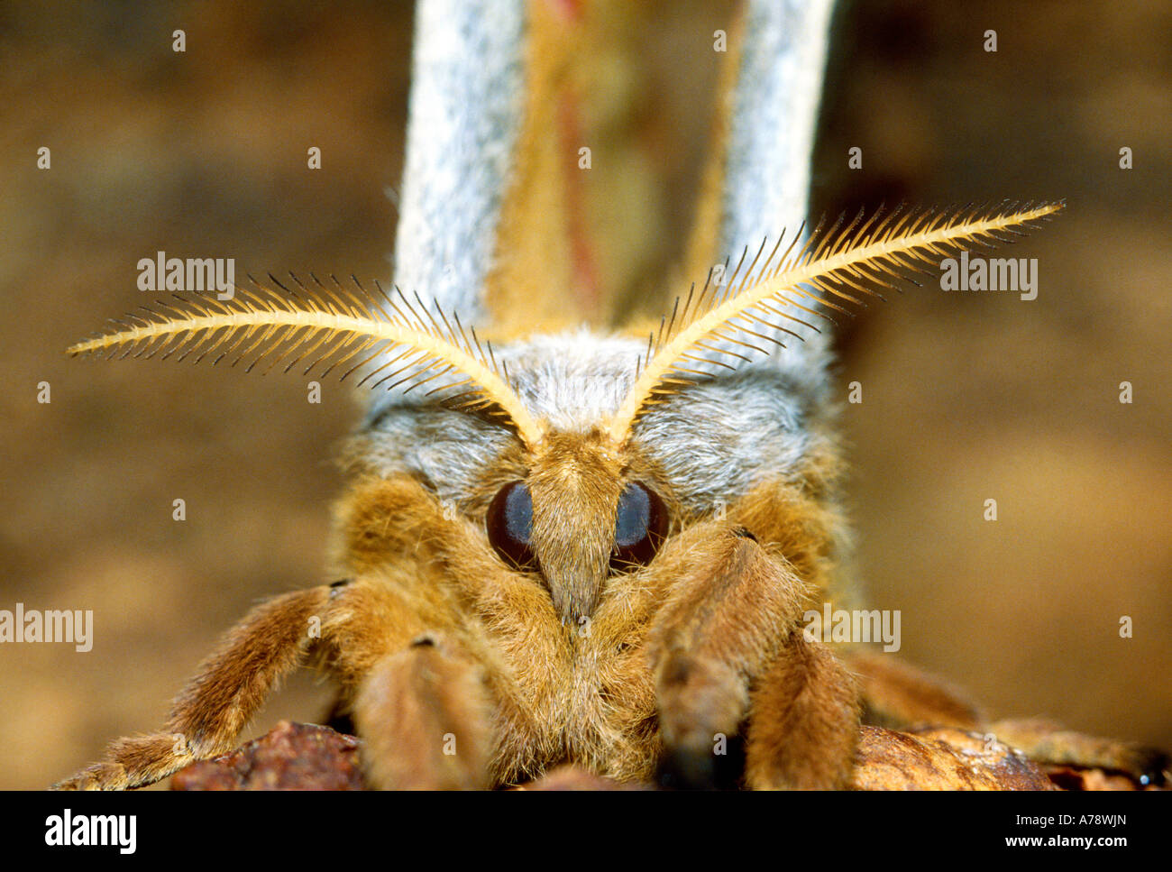 Moth head on hi-res stock photography and images - Alamy