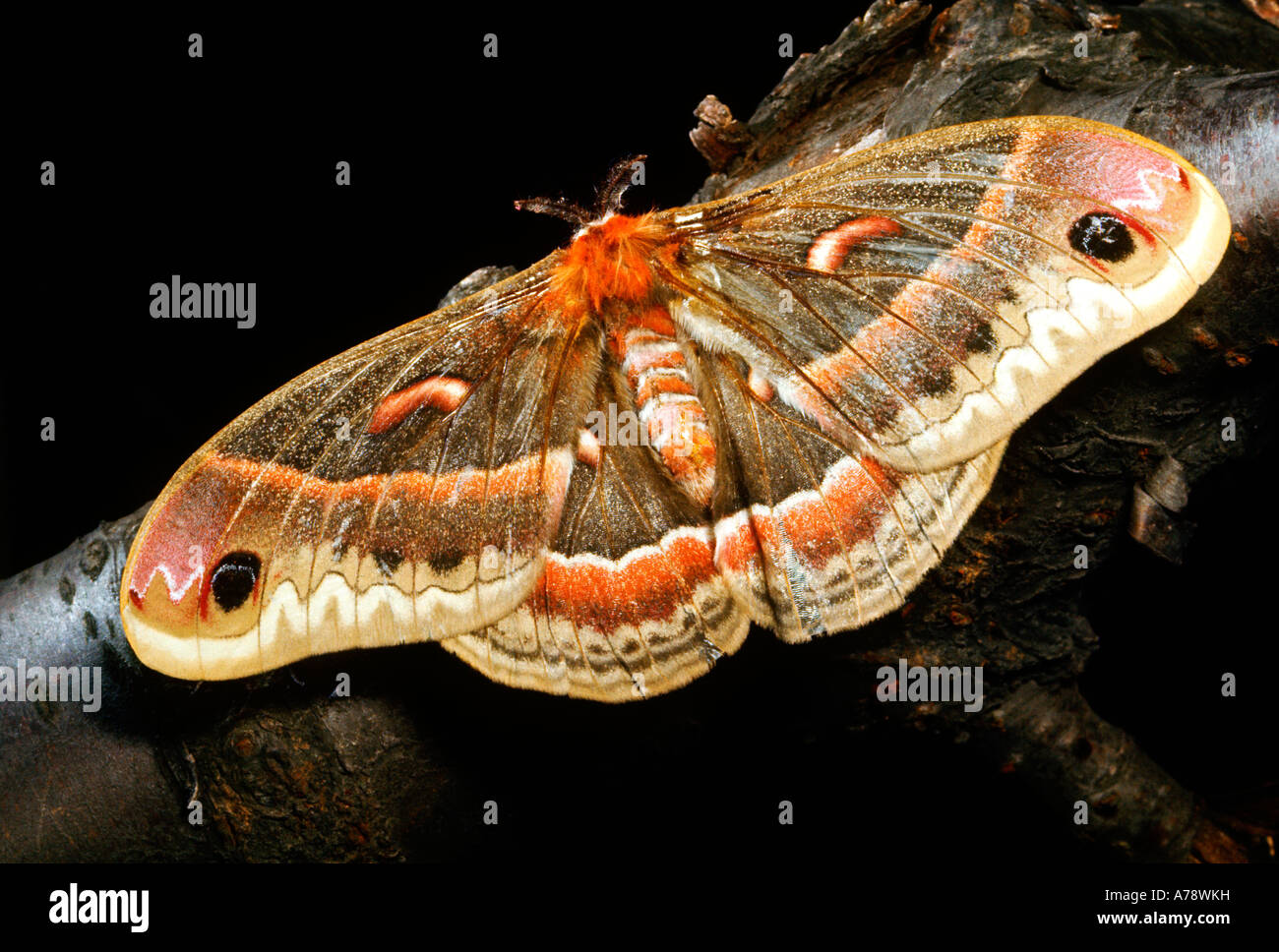 The moth hi-res stock photography and images - Alamy