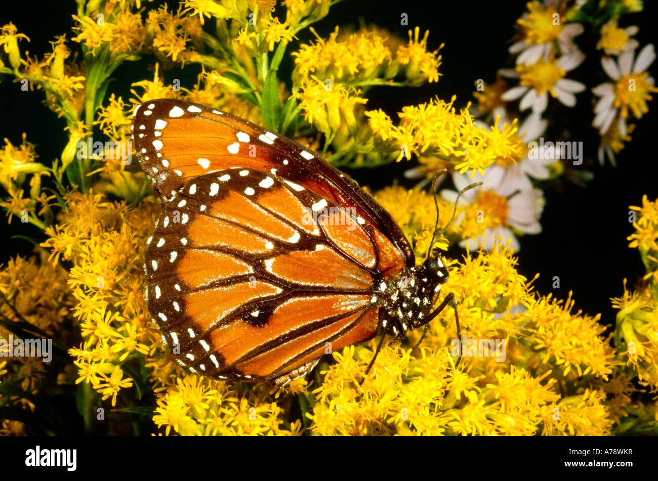 Viceroy limenitis archippus hi-res stock photography and images - Alamy