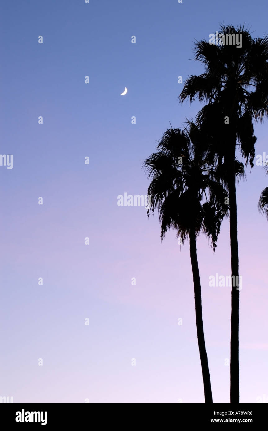 Two palm silhouettes against sunset sky with half moon Stock Photo - Alamy