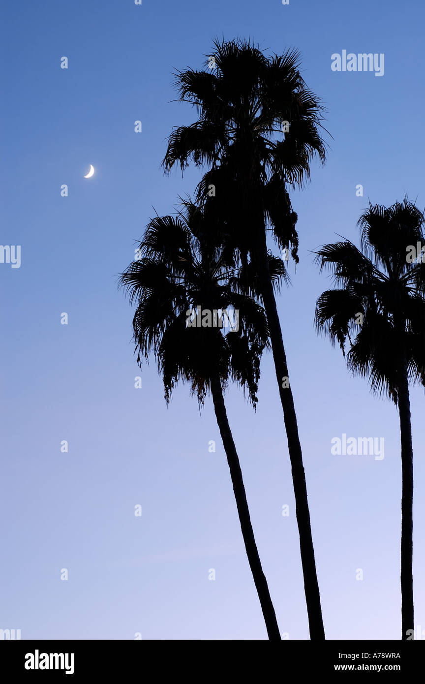 Two palm silhouettes against sunset sky with half moon Stock Photo - Alamy