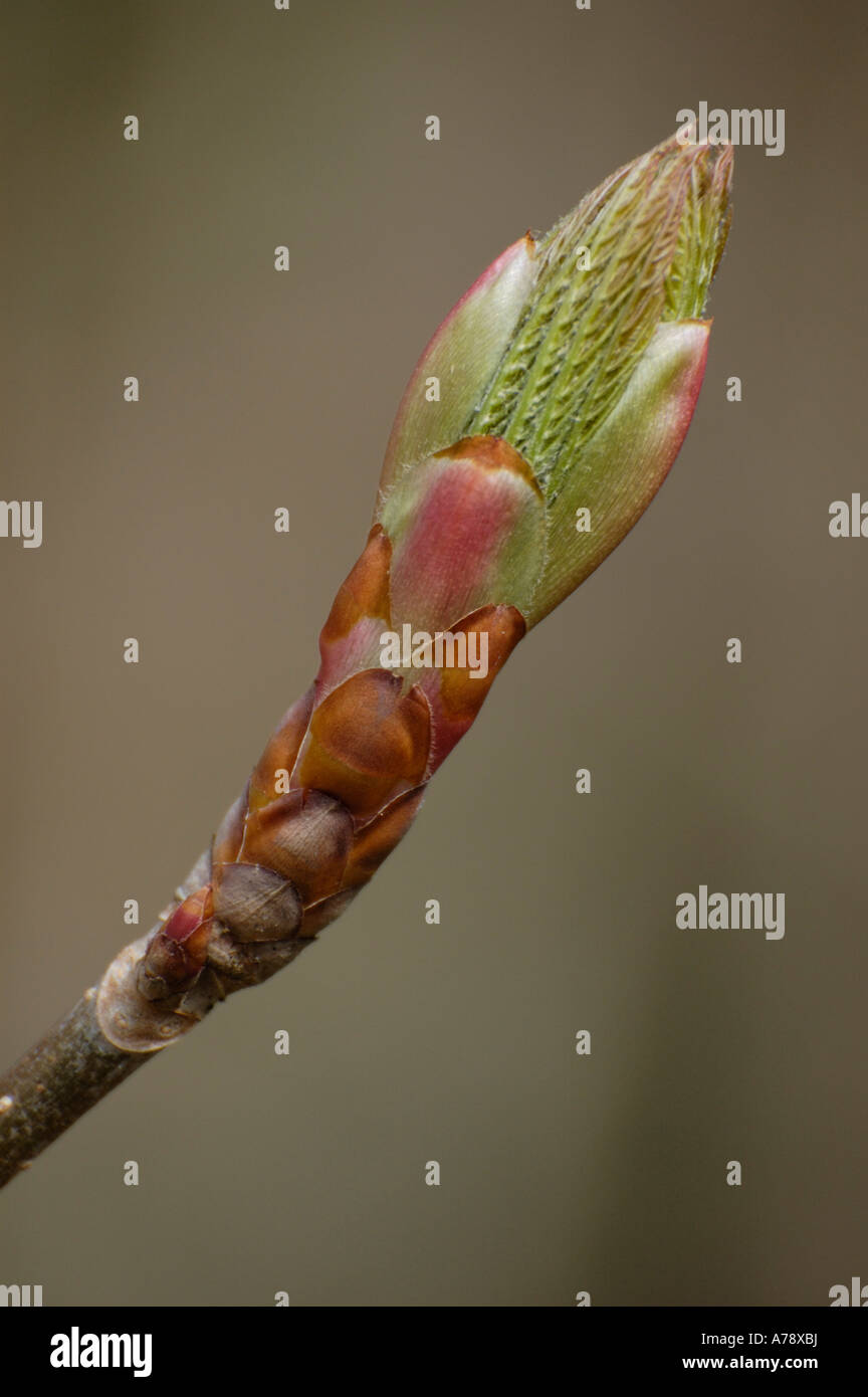 Delicate tree bud in early Spring Stock Photo - Alamy