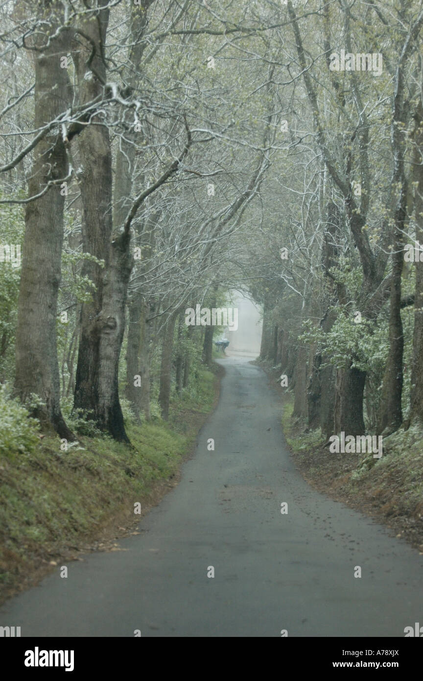 Lane trees snow hi-res stock photography and images - Alamy