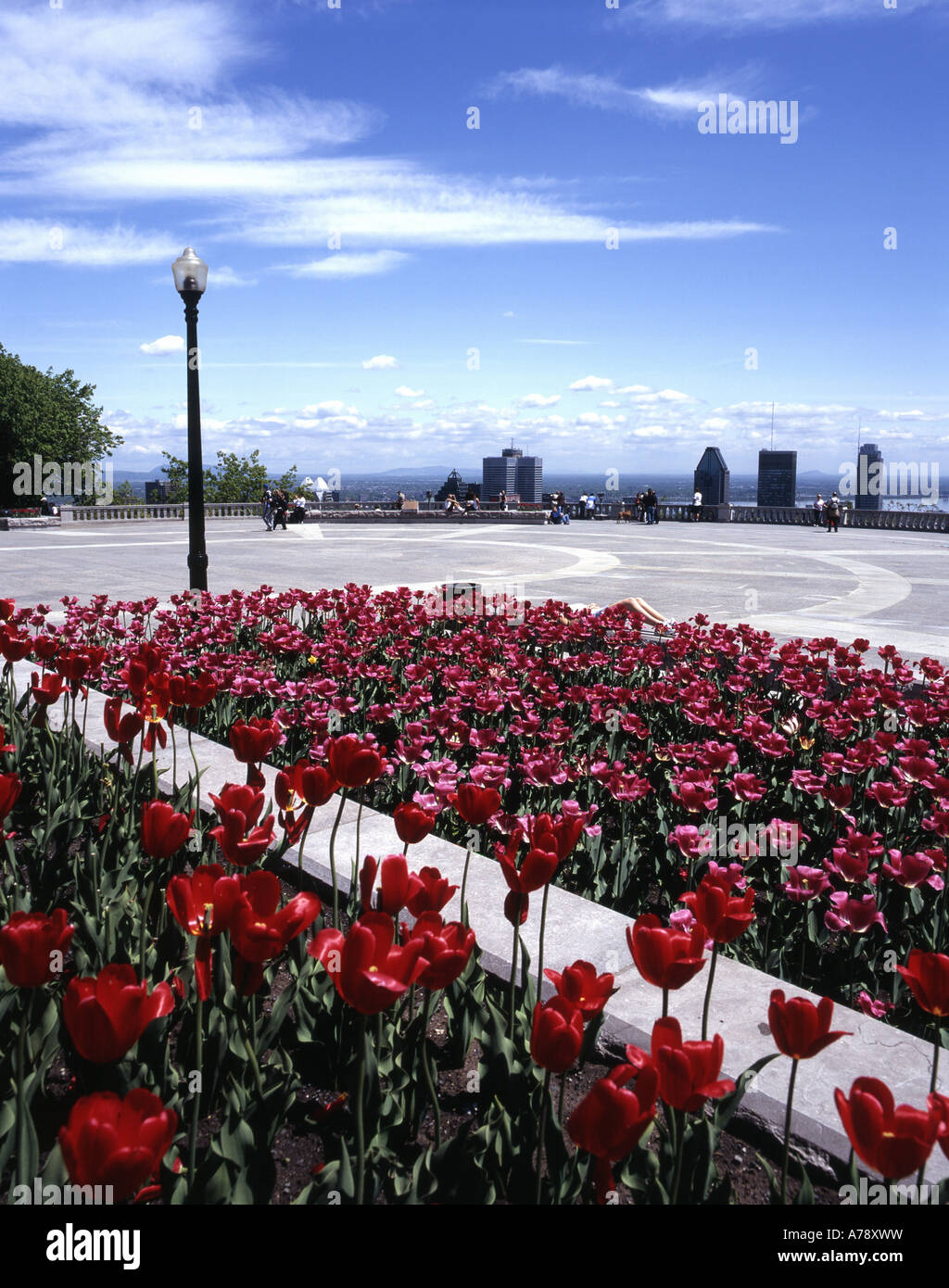Tulips in Montreal , Canada, Quebec, North America Stock Photo - Alamy