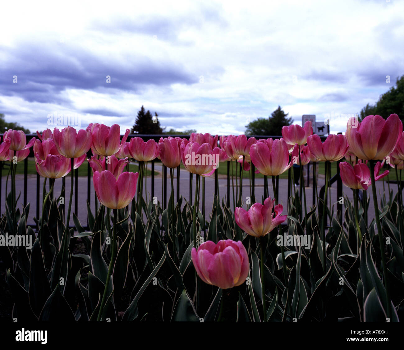 Tulips in Montreal, Canada, Quebec, North America Stock Photo - Alamy