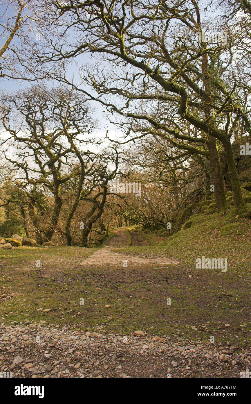 Woodland Walk at Burrator reservoir. Devon,UK Stock Photo - Alamy