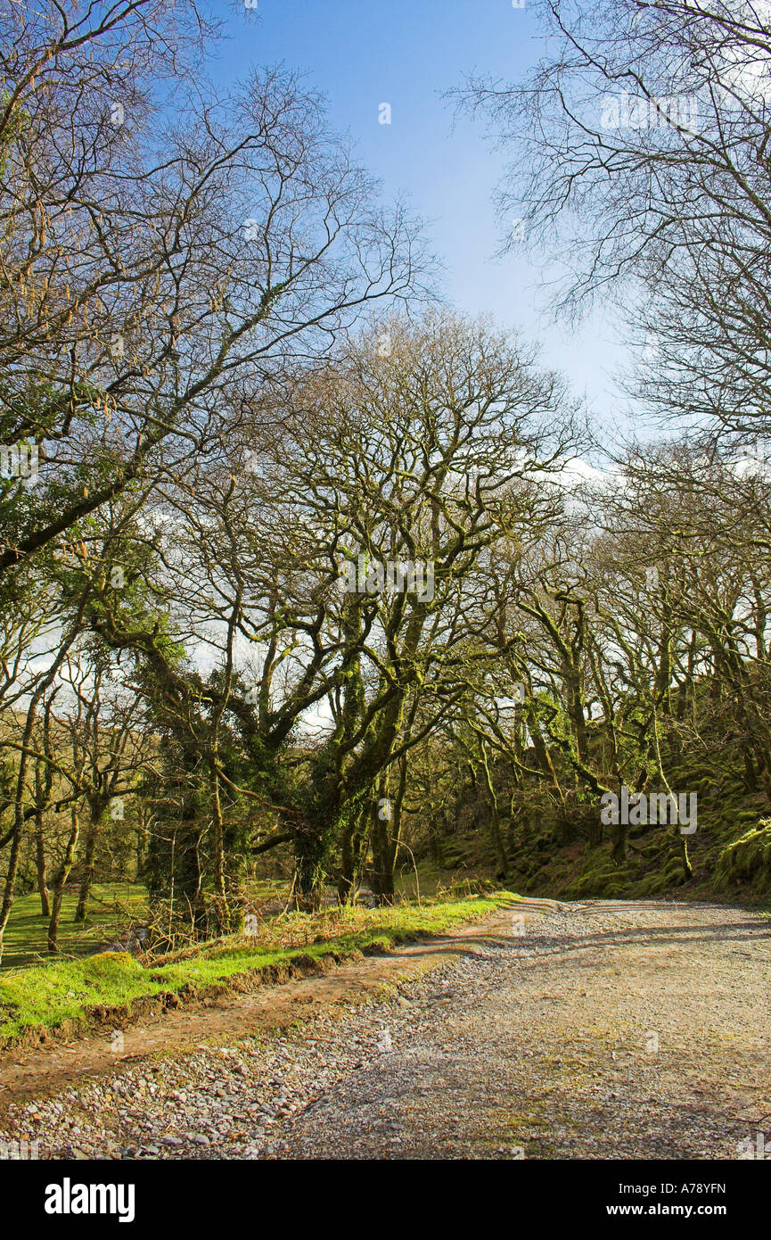 Woodland walk at Burrator reseroir. Devon,uk Stock Photo - Alamy