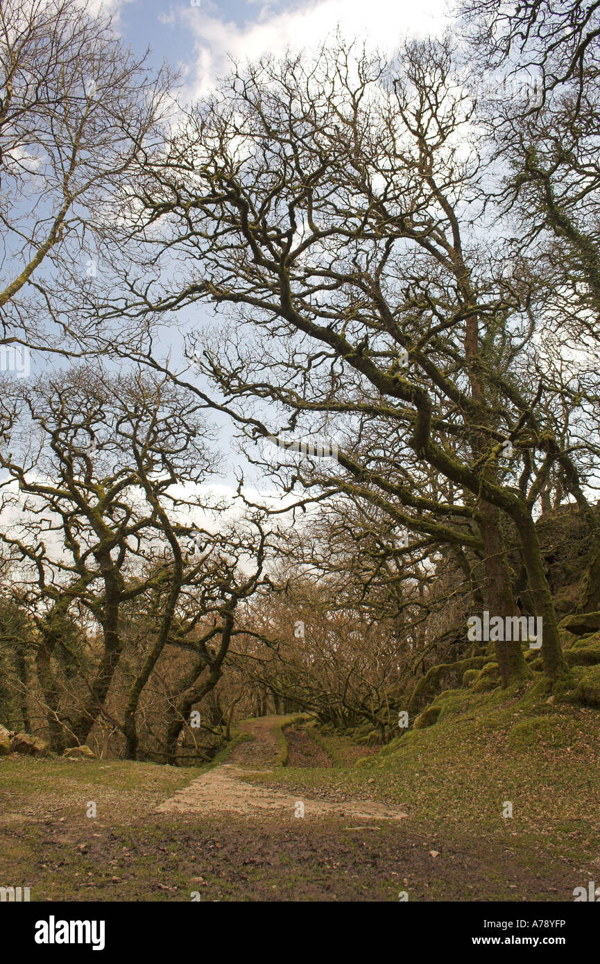 Woodland Walk at Burrator reservoir.Devon,uk Stock Photo - Alamy