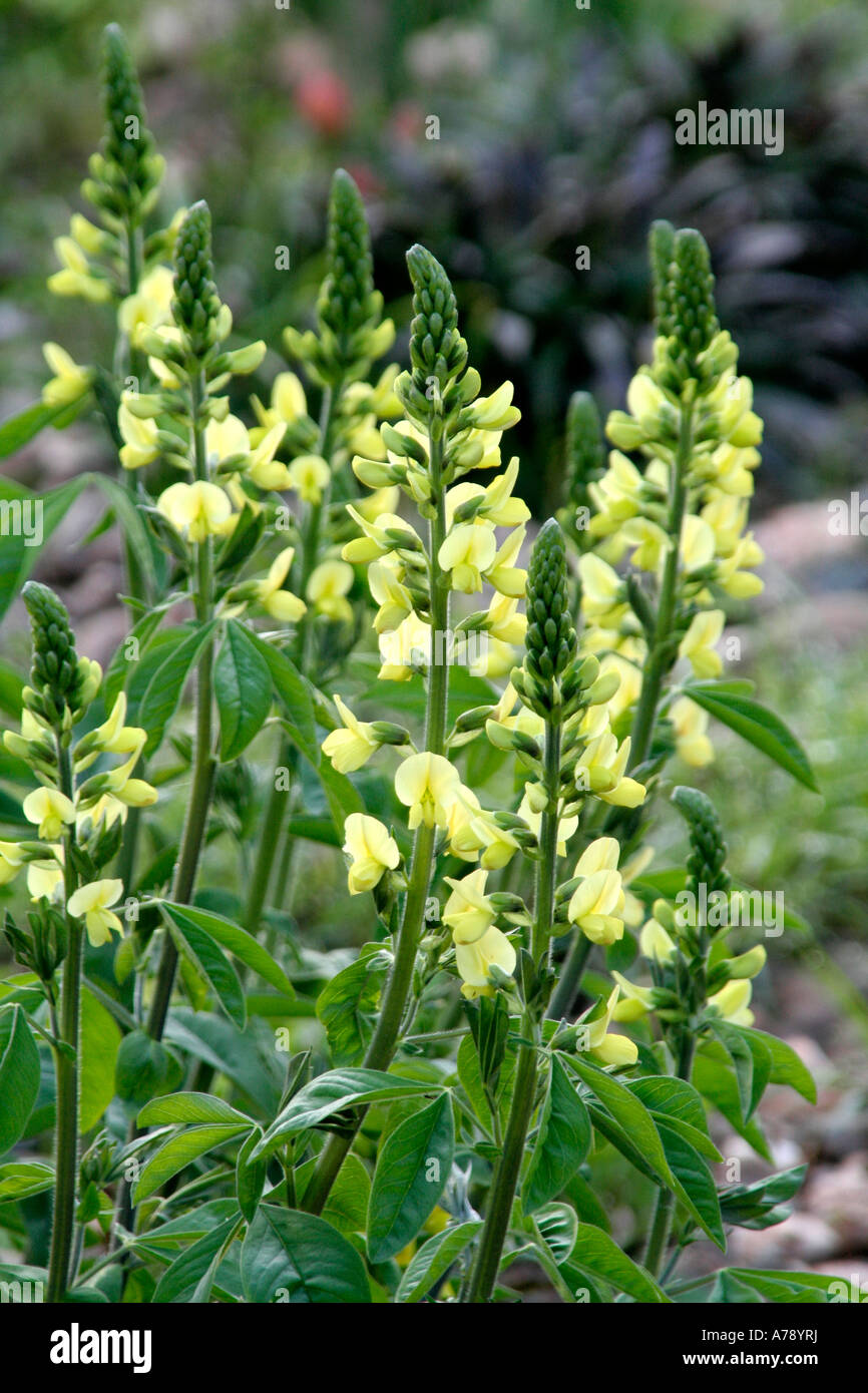 Thermopsis High Resolution Stock Photography and Images - Alamy