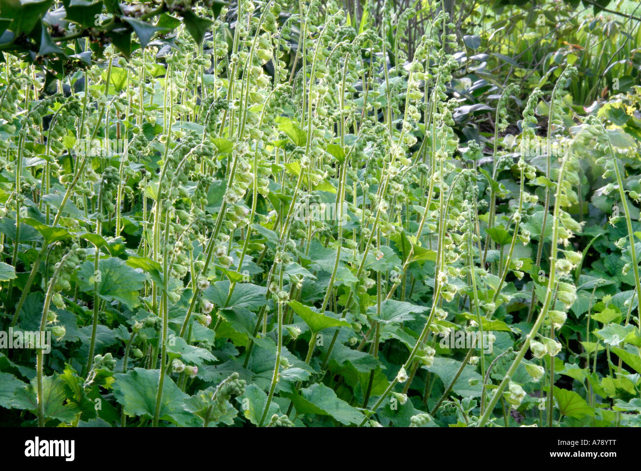 Tellima grandiflora Holbrook Garden April 14 Stock Photo - Alamy