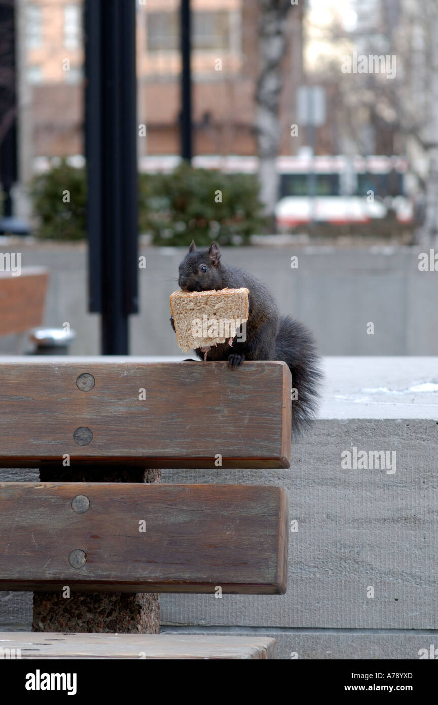 black squirrel eats a thrown away sandwich holding it in its front paws ...