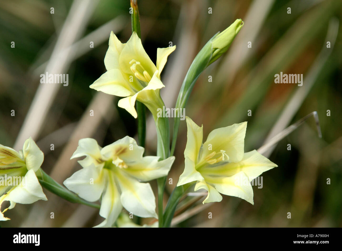 Gladiolus tristis April 14 Stock Photo - Alamy