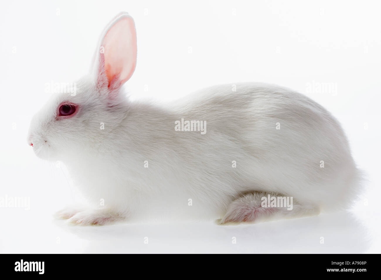 W hite background hi-res stock photography and images - Alamy