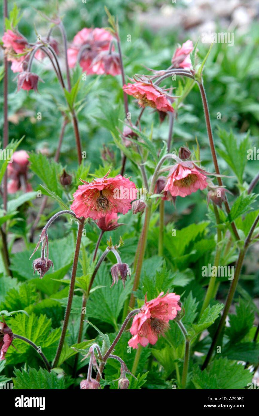 Geum bell bank hi-res stock photography and images - Alamy
