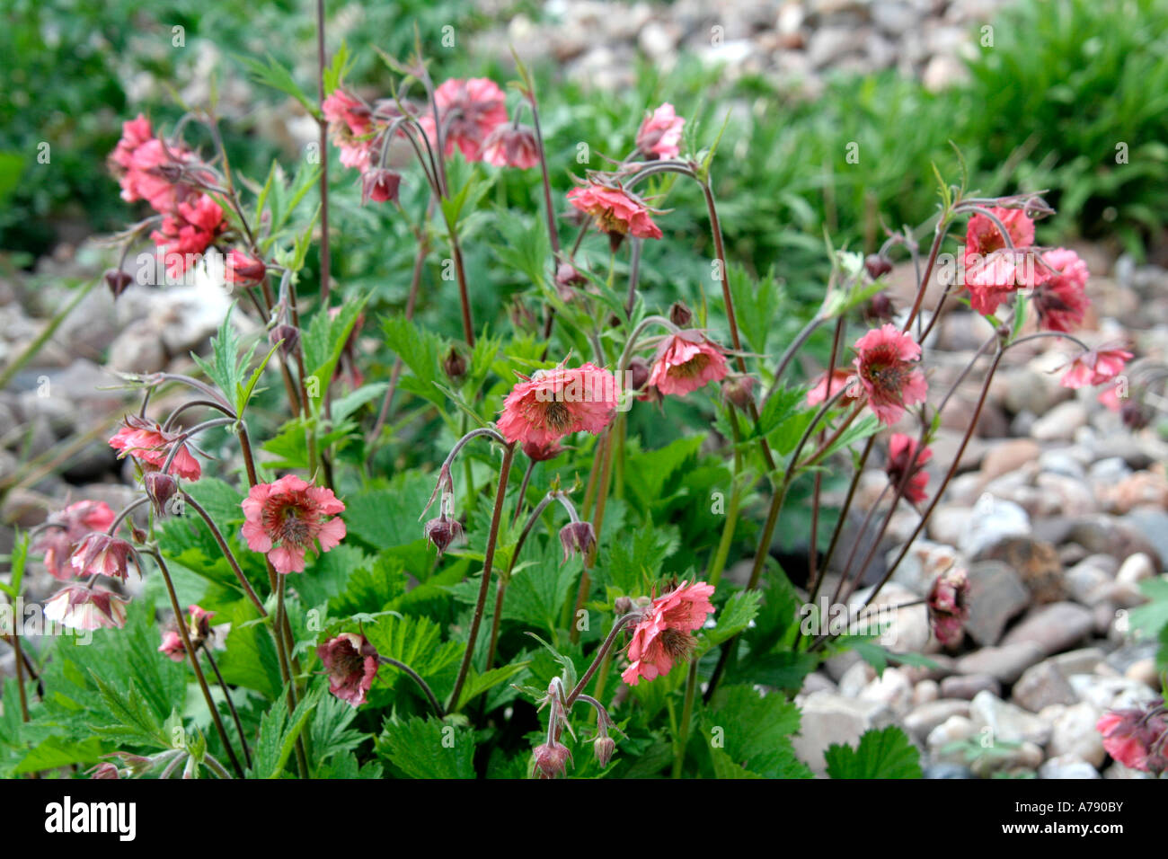 Geum Bell Bank Stock Photo - Alamy