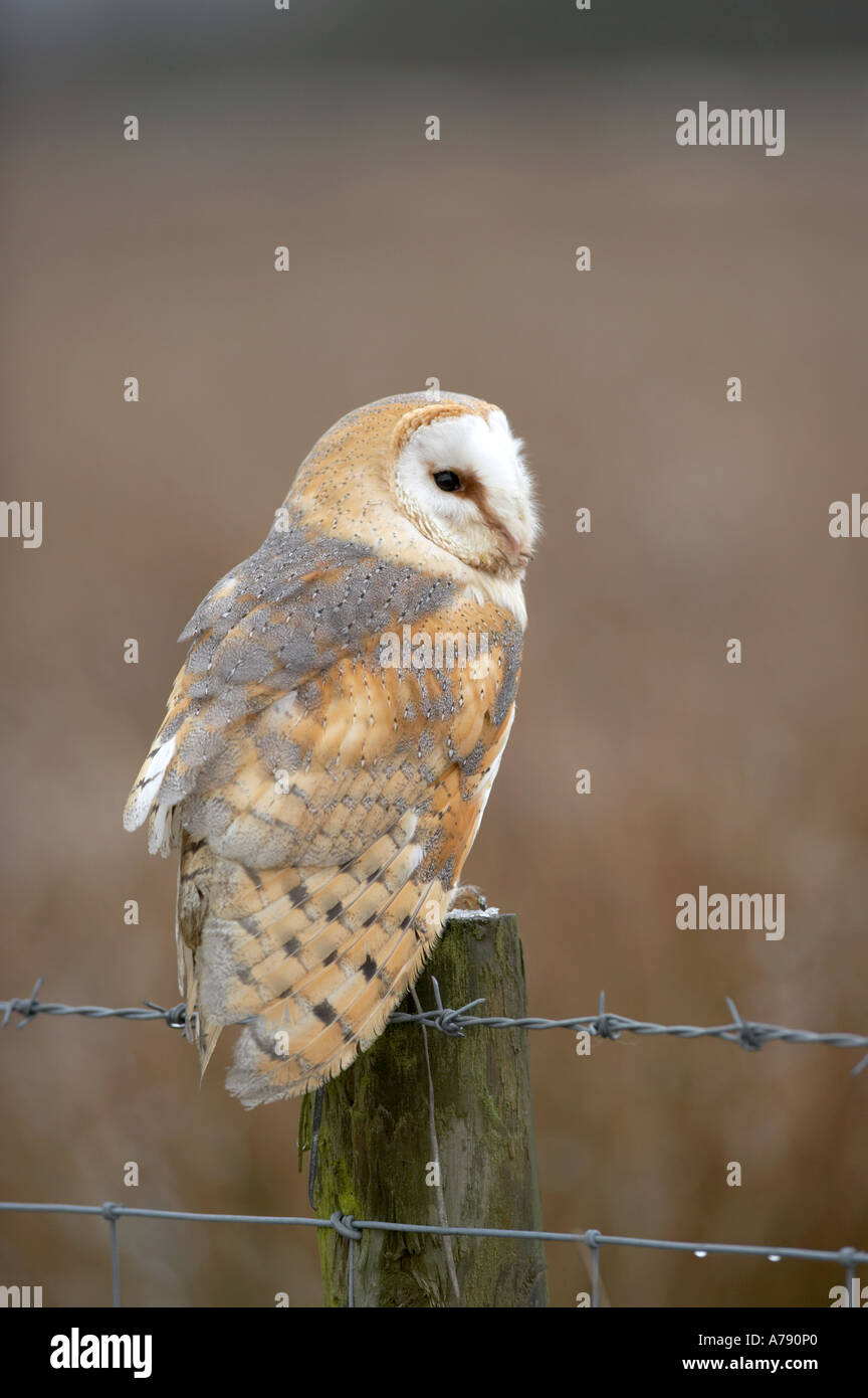 Barn owl sitting on the fence hi-res stock photography and images - Alamy