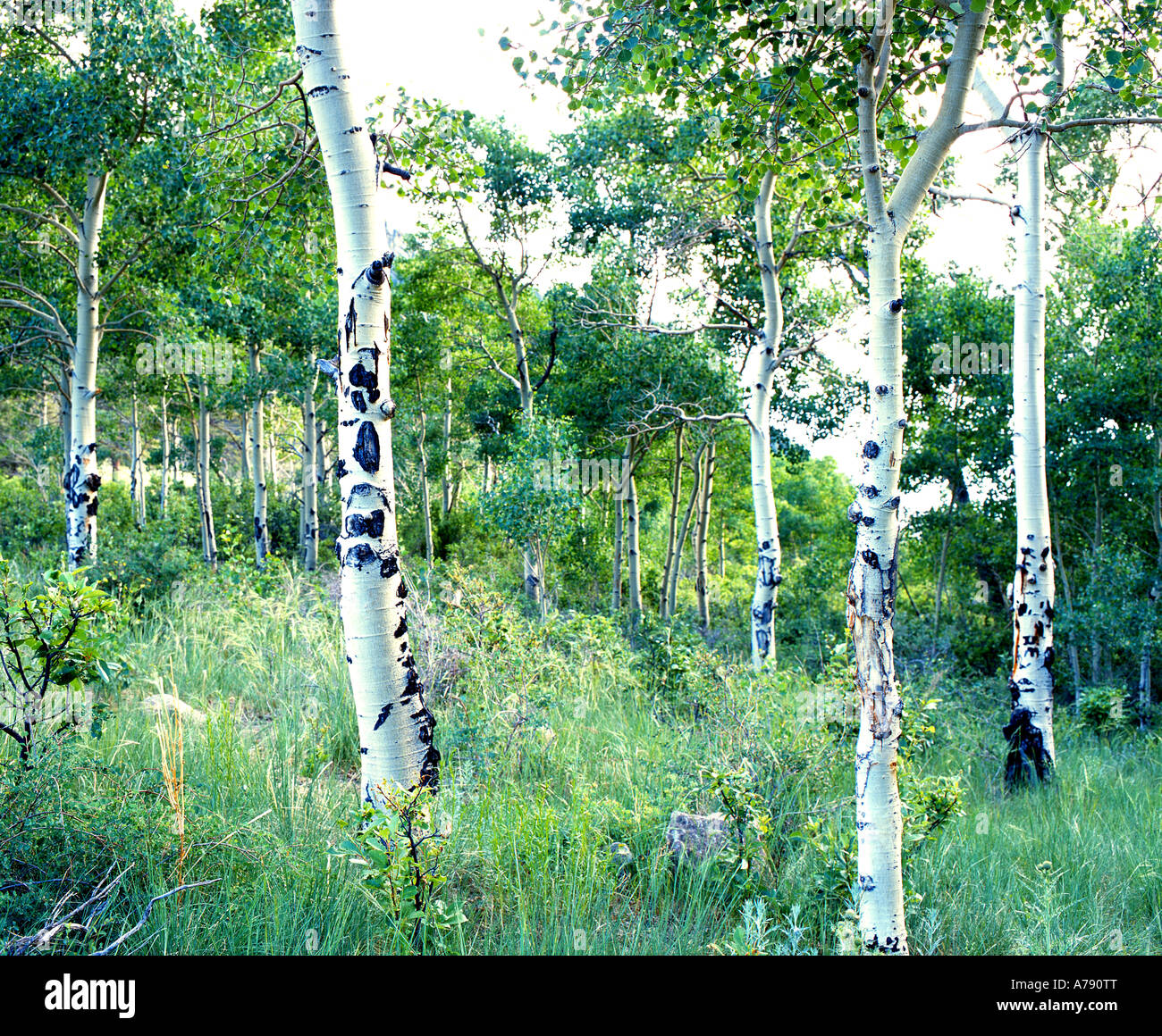 Aspen or birch trees in forest Stock Photo - Alamy