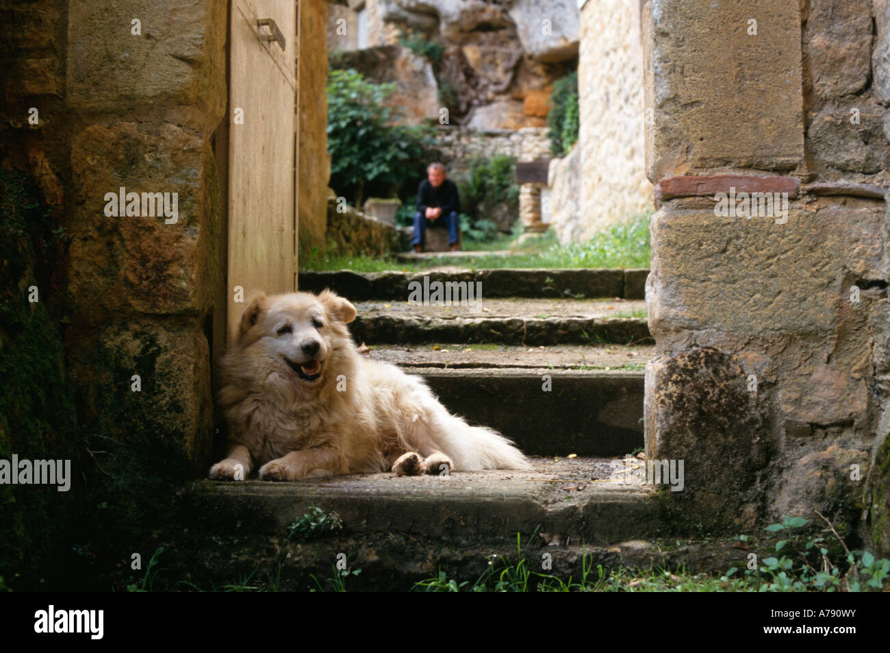 Dog and master France Stock Photo - Alamy