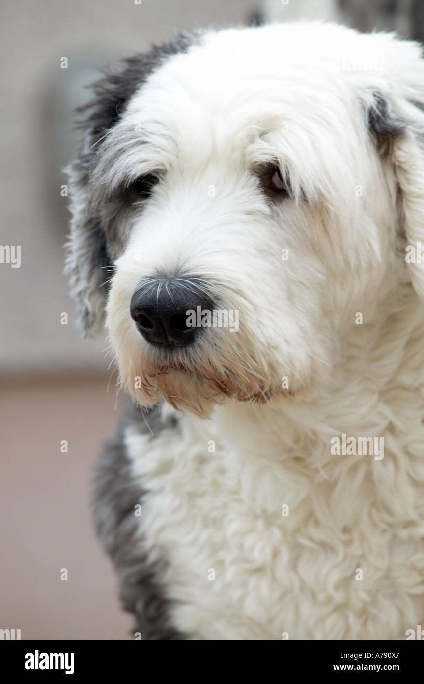 Old English Sheepdog also known as the Bobtail Stock Photo - Alamy