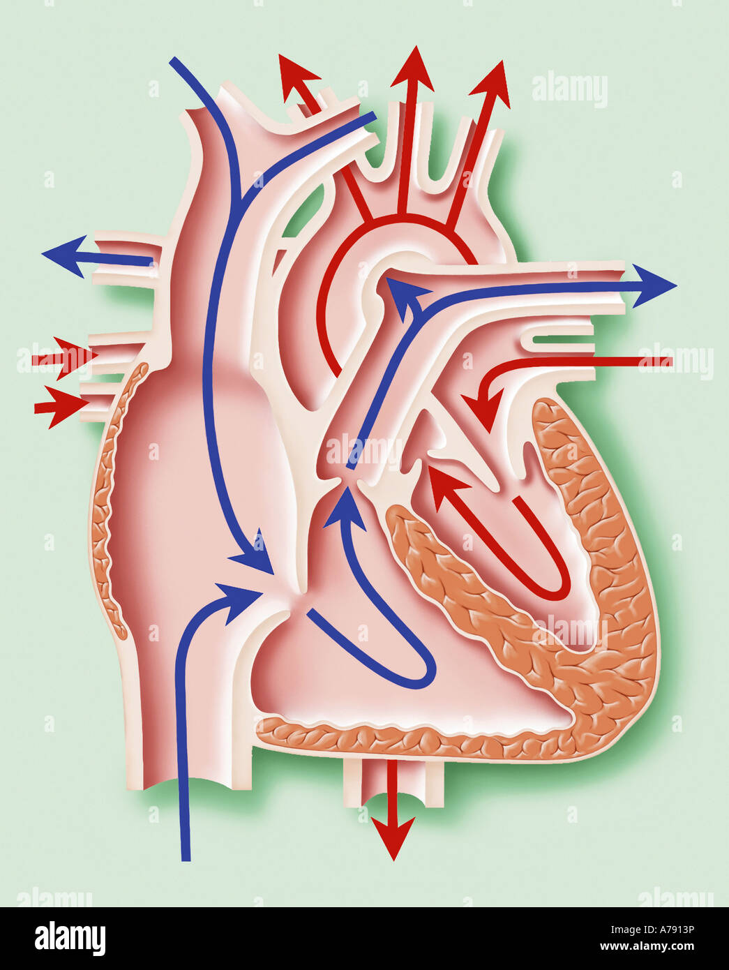 An illustration showing a cross section of the heart with the chambers ...