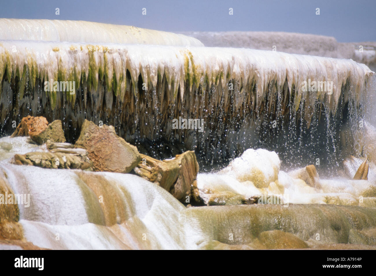Canary Spring Mammoth Hot Springs Yellowstone National Park Wyoming USA ...