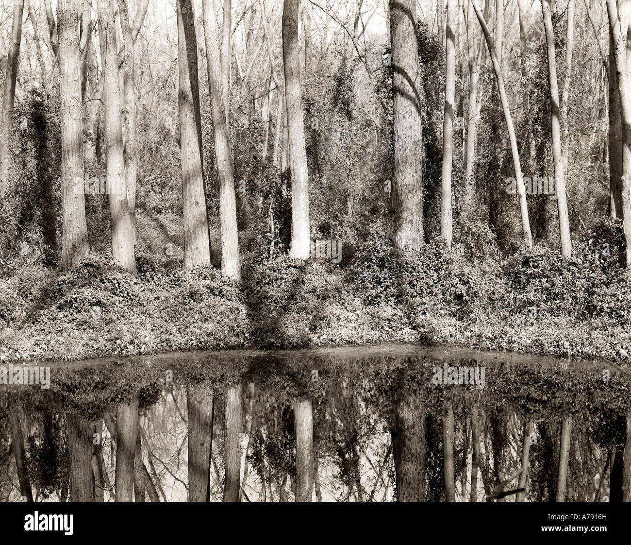 Forest pond and reflection Stock Photo - Alamy