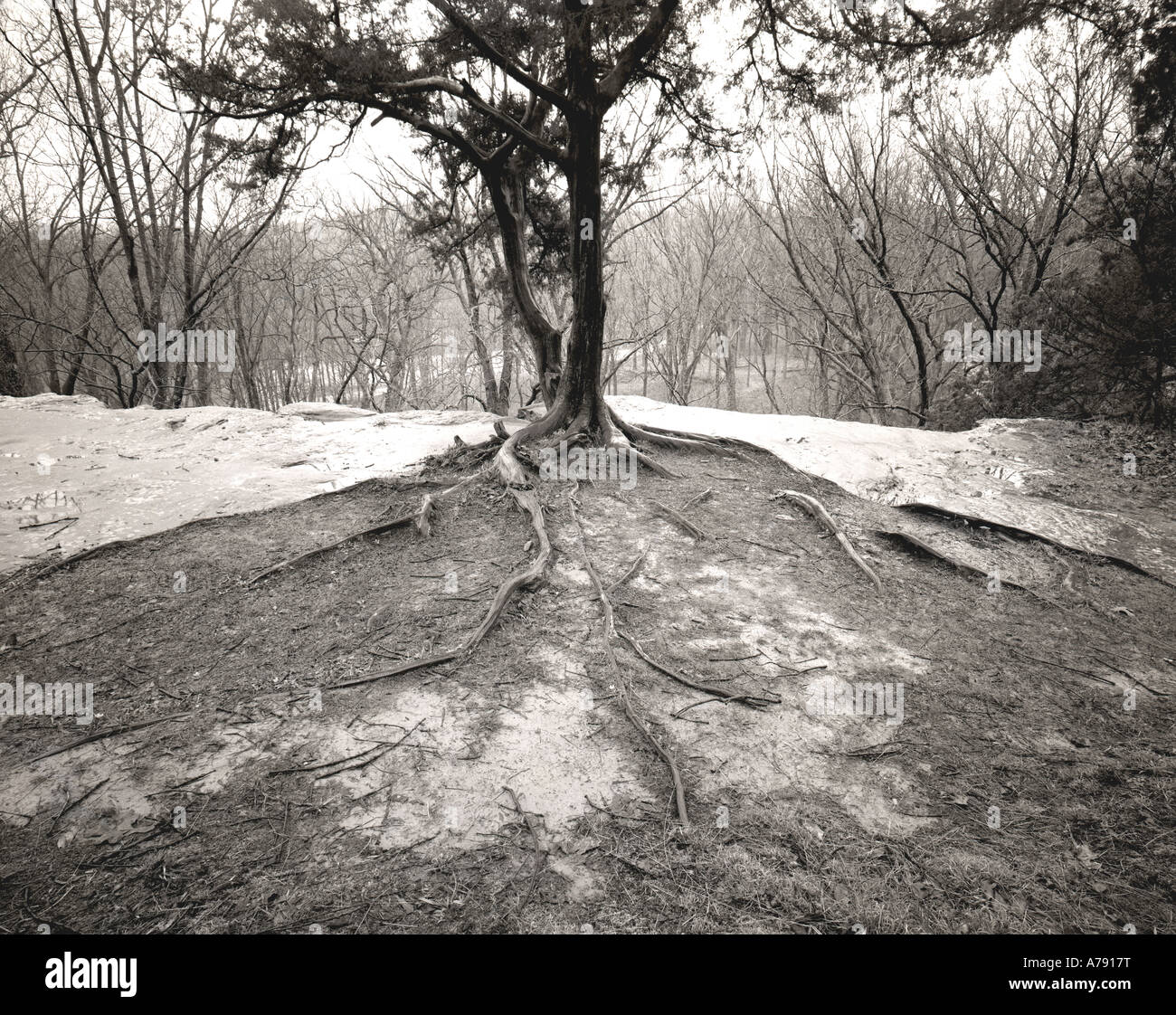 Tree and forest floor and elaborate root system on rocky ground Stock ...