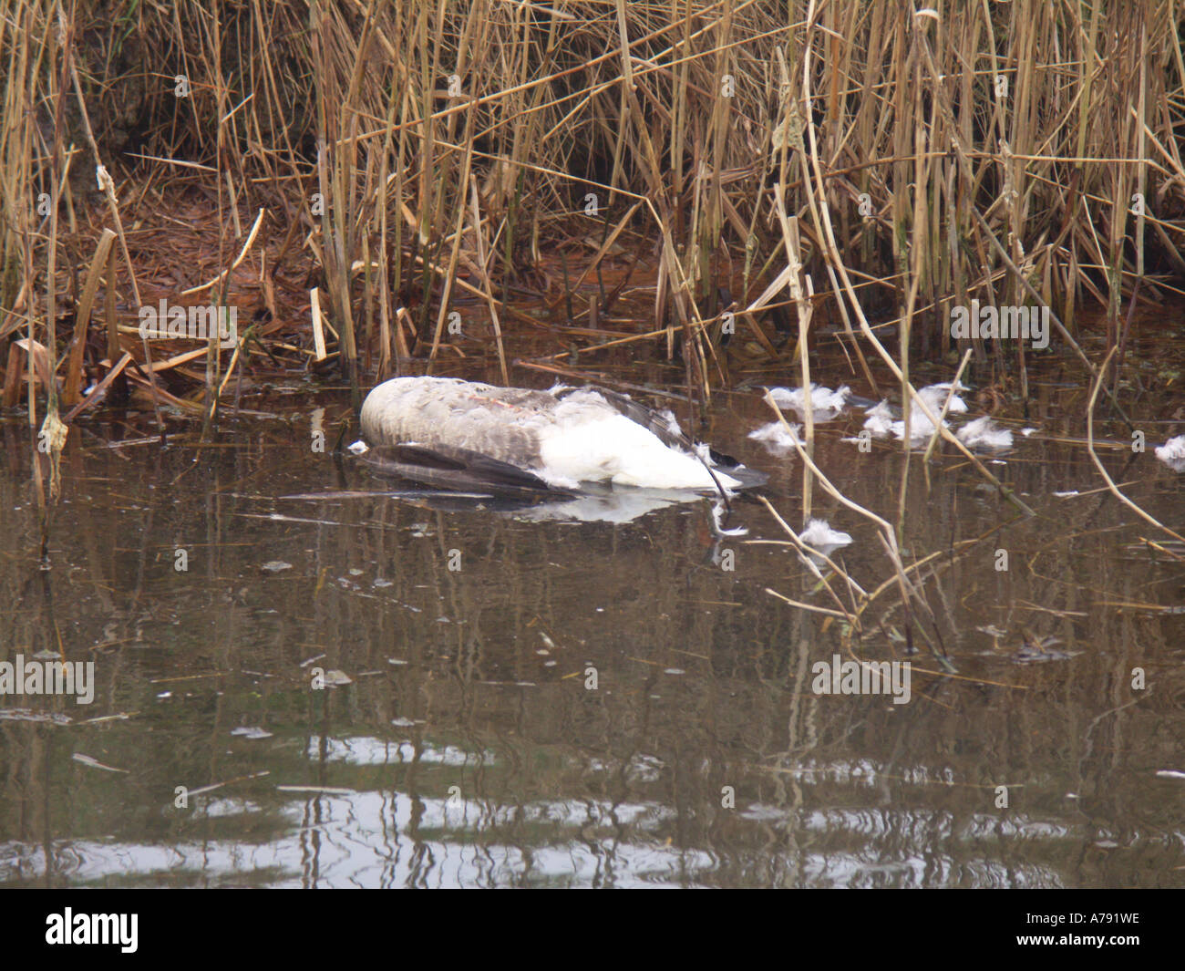 Dead geese hi-res stock photography and images - Alamy